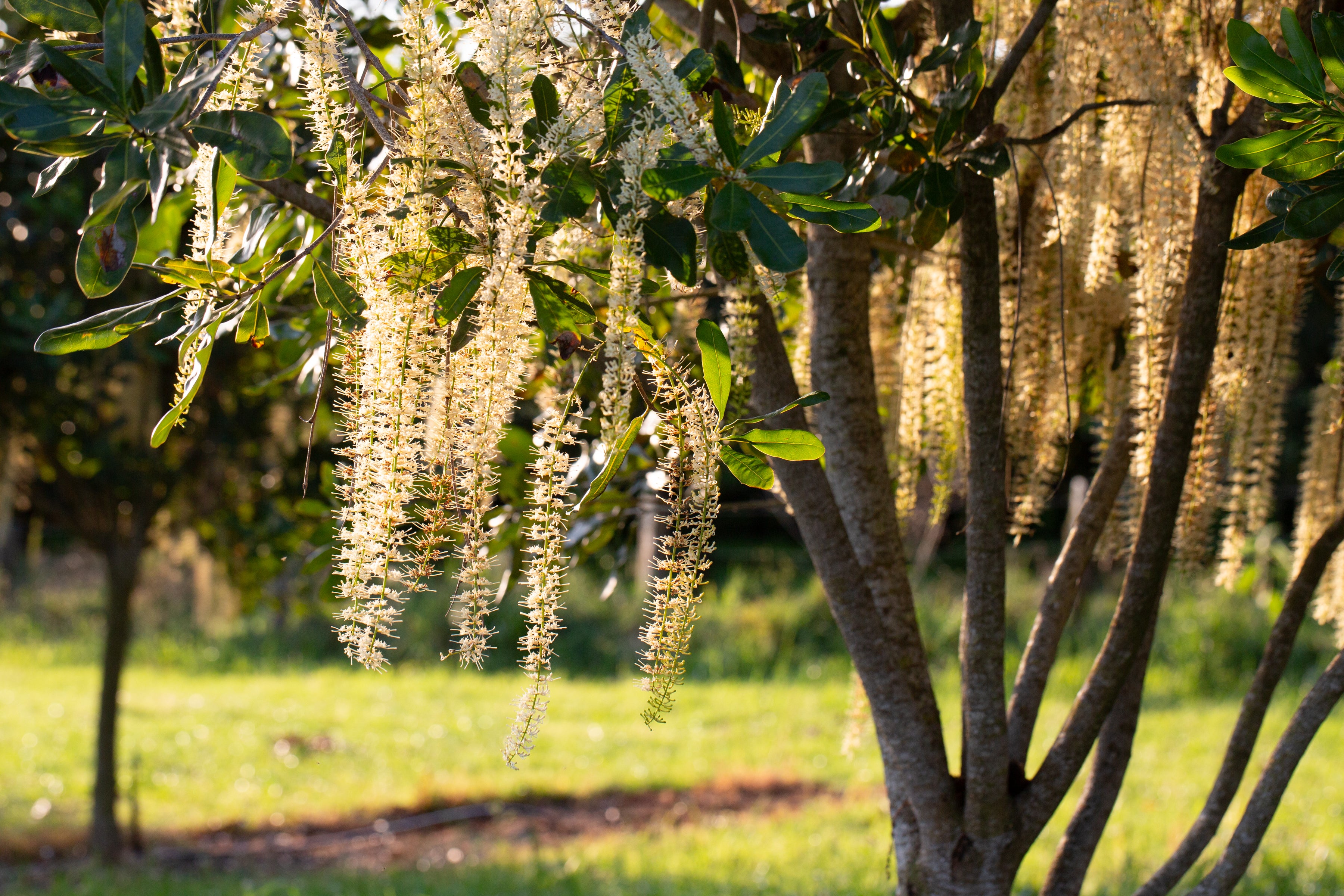 Gondwana Macadamias | Quality Australian Macadamia Nuts