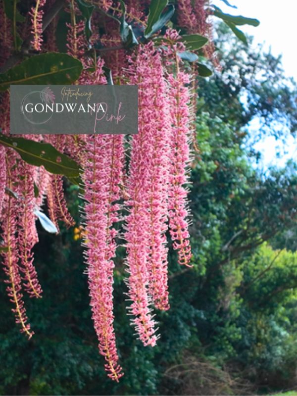 Gondwana Pink Macadamia Tree (Grafted) | Rare Australian Heirloom ...
