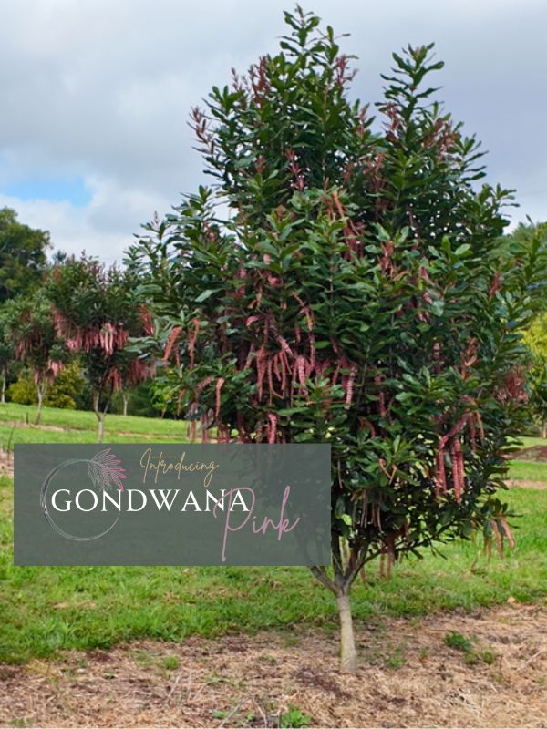 Gondwana Pink Macadamia Tree (Grafted) | Rare Australian Heirloom ...